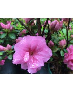 Evergreen Azaleas - Azaleas