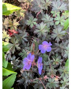 Geranium (cranesbill) - Perennials