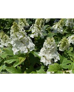 Hydrangea quercifolia (Oakleaf Hydrangea) - Trees & Shrubs
