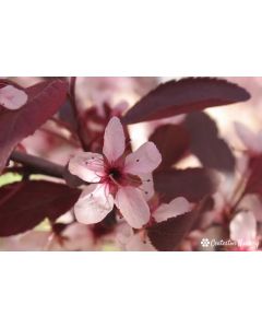 Prunus (Apricot, Cherry, Peach, Plum) - Trees & Shrubs
