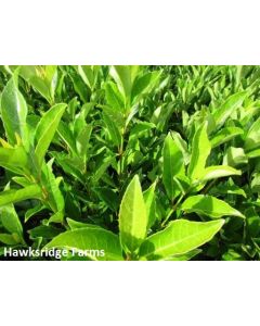 Viburnum - Trees & Shrubs