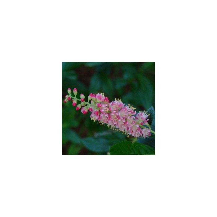 Clethra alnifolia 'Ruby Spice' | 1 gal. pot